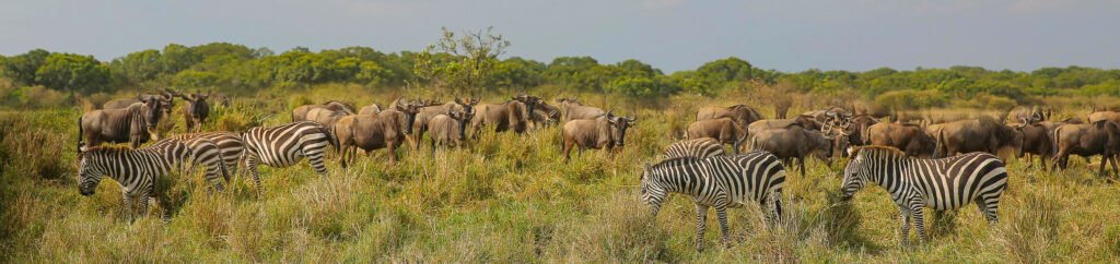 Wildlife Safari Tour | Explore Untamed Nature with AO Experiences